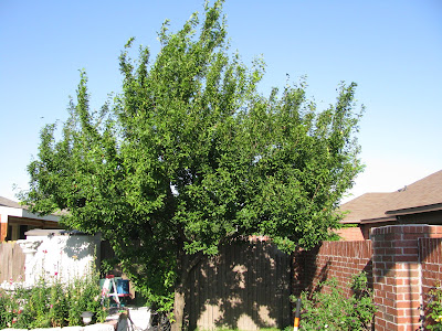 Just Plummy: How to Make Sand Plum Jelly