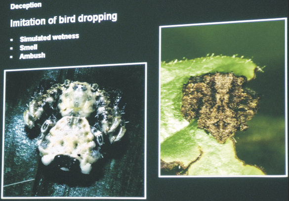 Malaysian Nature Society Kuching Branch: Spiders defence defence ...