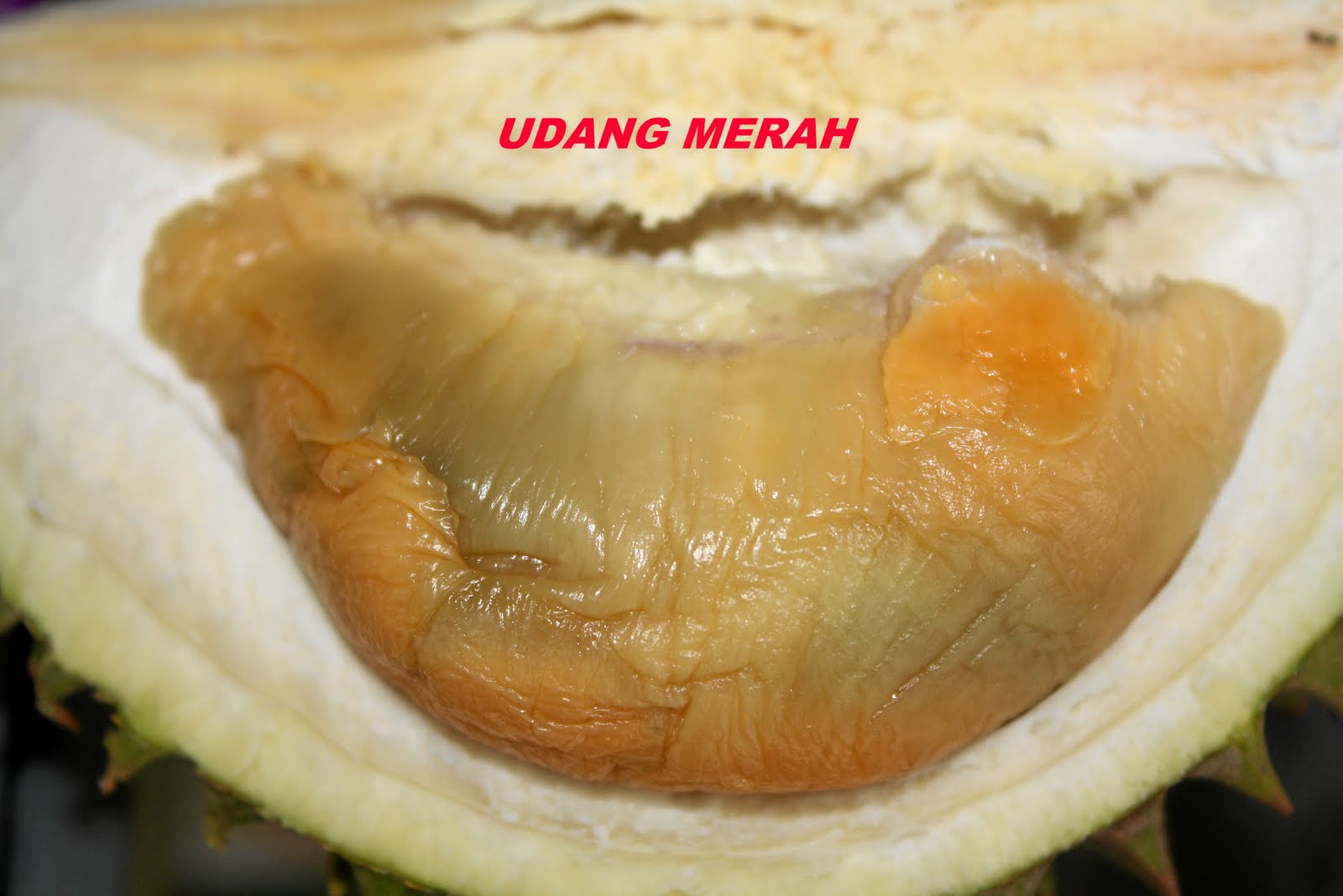 Raub durian orchard: Udang Merah / Red Prawn
