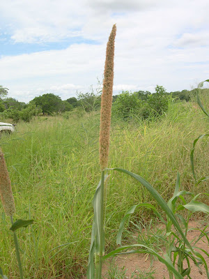Digital no Índico: Maputo -- ....mapira á beira da EN1