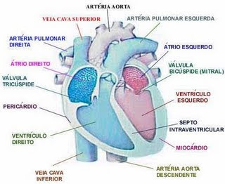 marjana kamilly mayara: http://pt.wikipedia.org/wiki/Cora%C3%A7%C3%A3o ...