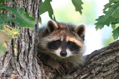 Todo lo que puedas saber de animales: Mapache