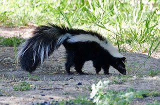 Todo lo que puedas saber de animales: Zorrillos