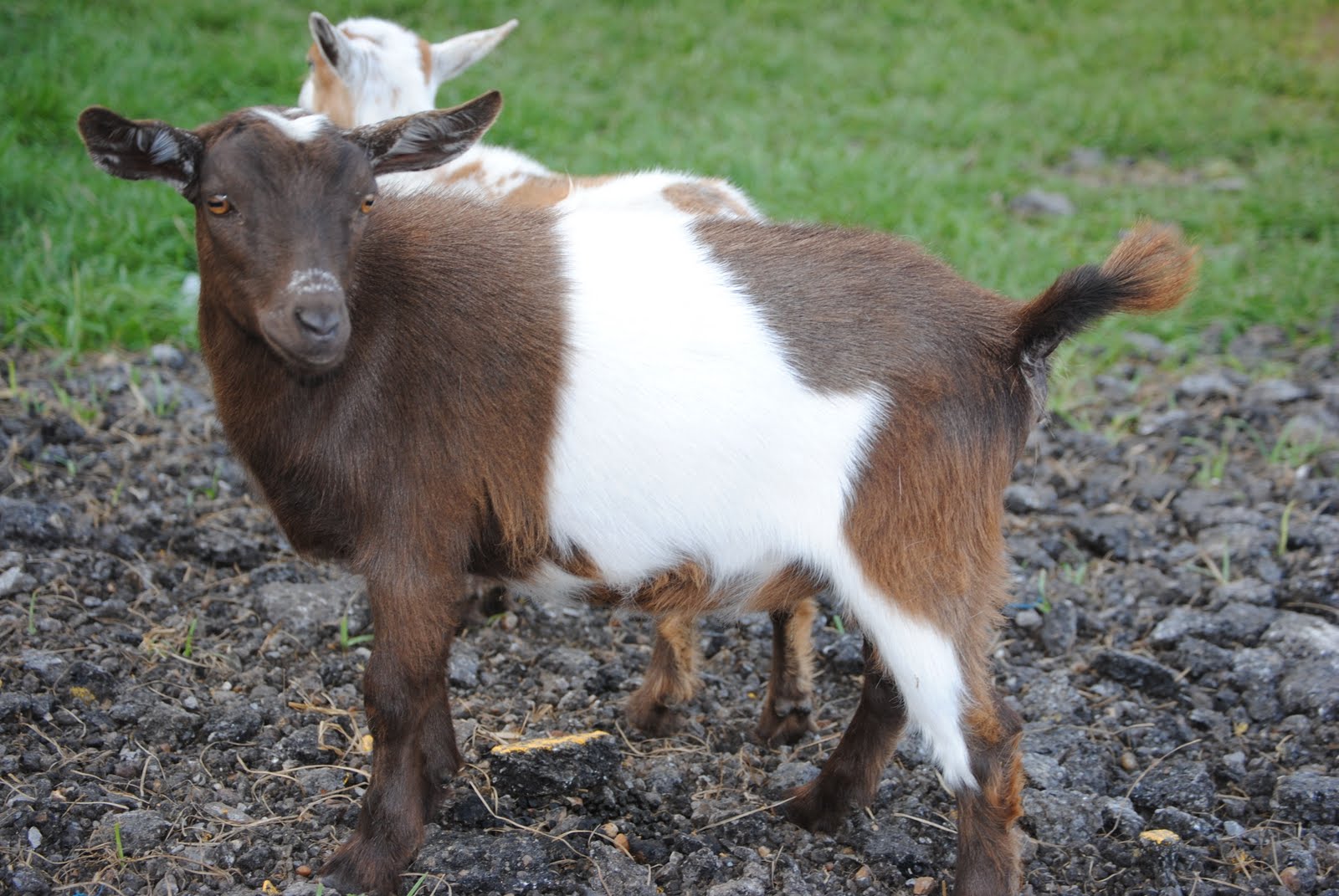 OLDESOUTH FARM: How to Show Clip a Nigerian Goat