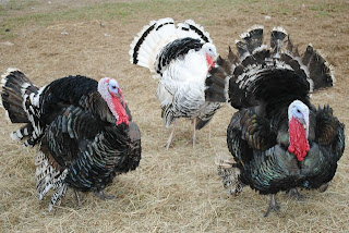 OLDESOUTH FARM: Thanksgiving is near...