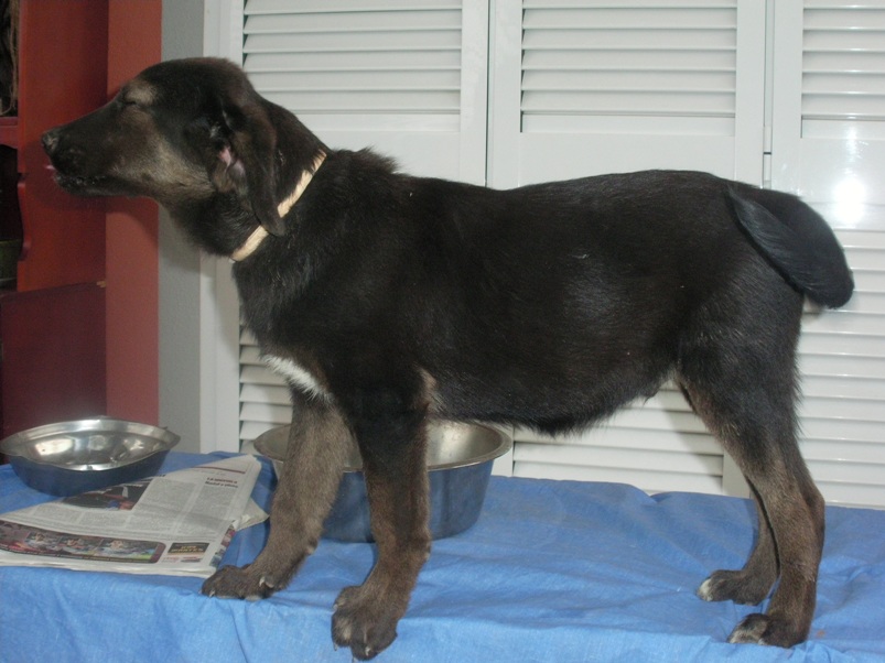 SOLES Y LUNAS SIN HOGAR: KOU, CRUCE DE PASTOR ALEMAN Y LABRADOR DE 5 ...