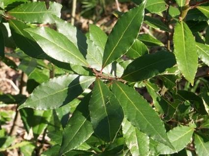 Alternativa: Loureiro