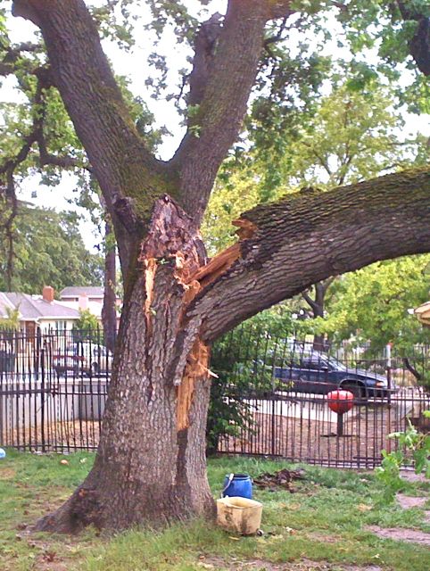 The Farmer Fred® Rant: Tree Goes Boom. Film at 11