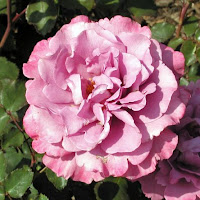 The Farmer Fred® Rant: Shady Roses: Roses for Part Shade