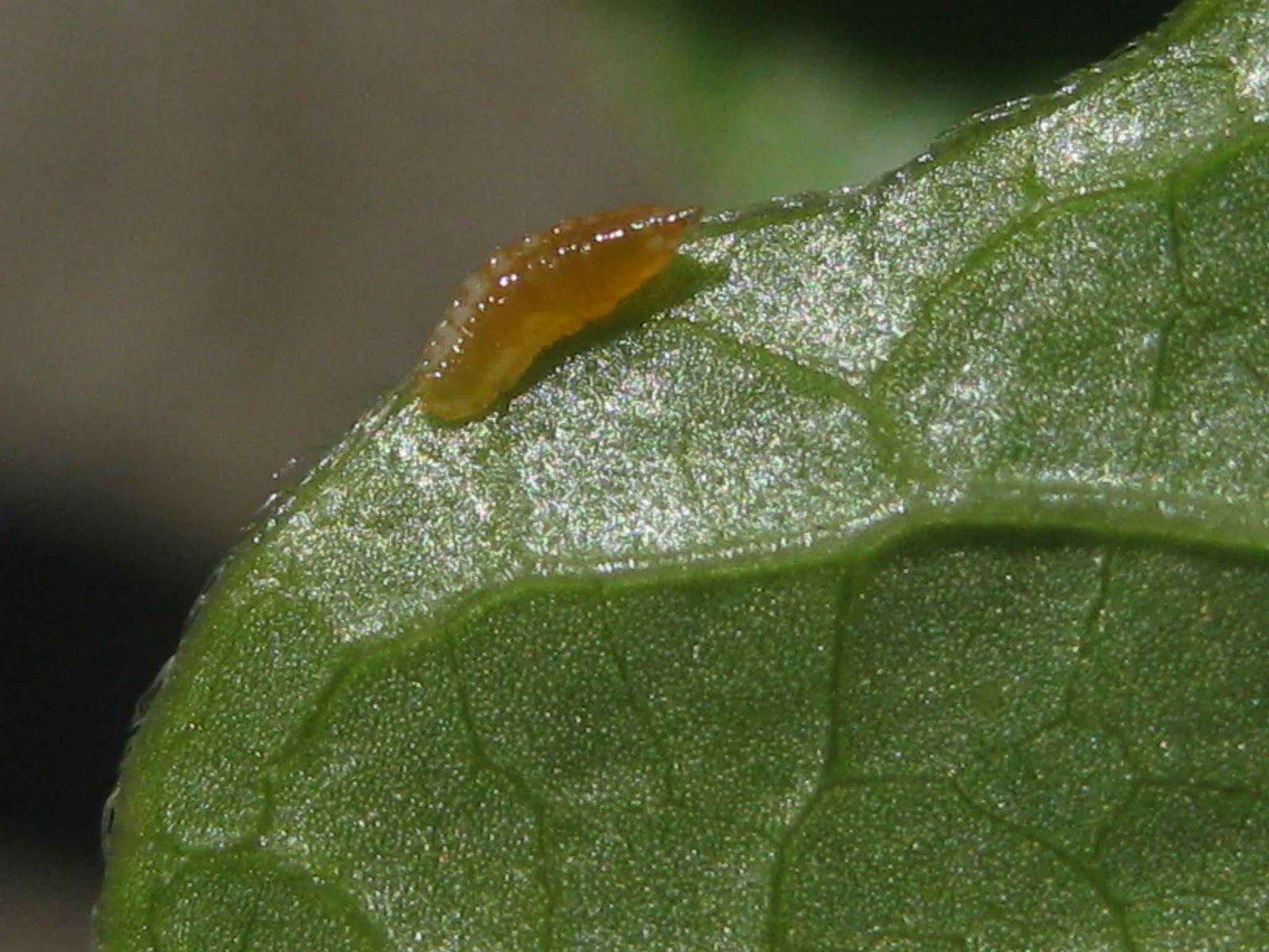 The Farmer Fred® Rant: Aphids!