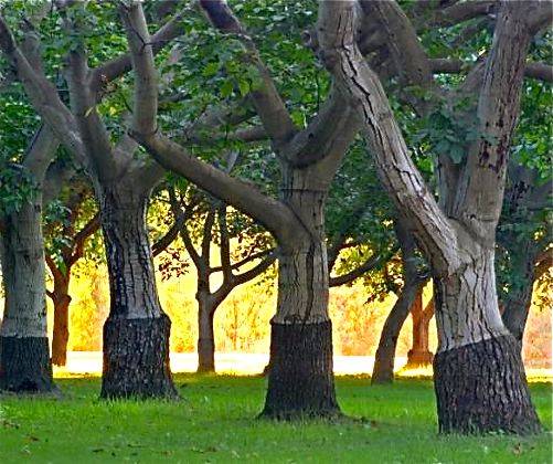 The Farmer Fred® Rant: Walnut Trees At Risk in November Freeze