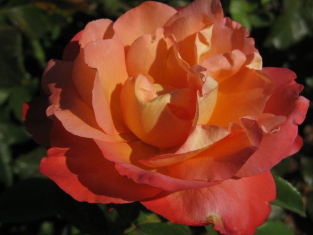The Farmer Fred® Rant: 102 Roses for California