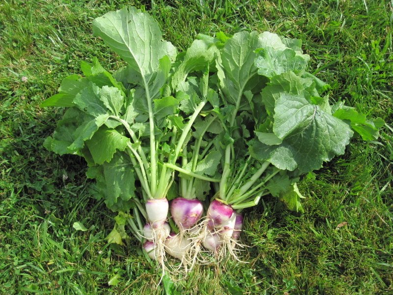 Indian Creek Gardens: Harvest Time