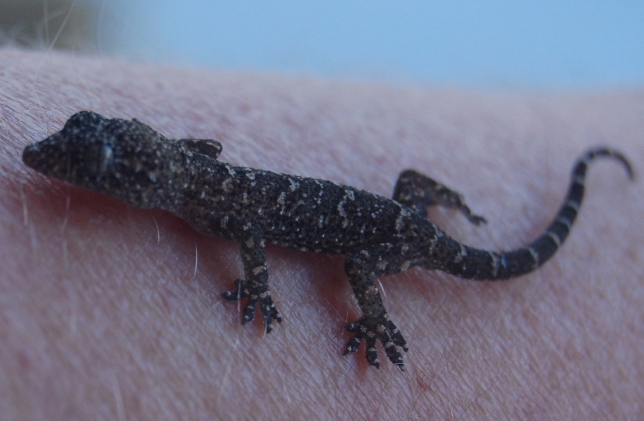Mad Science: The See-Through Alien in Our Kitchen