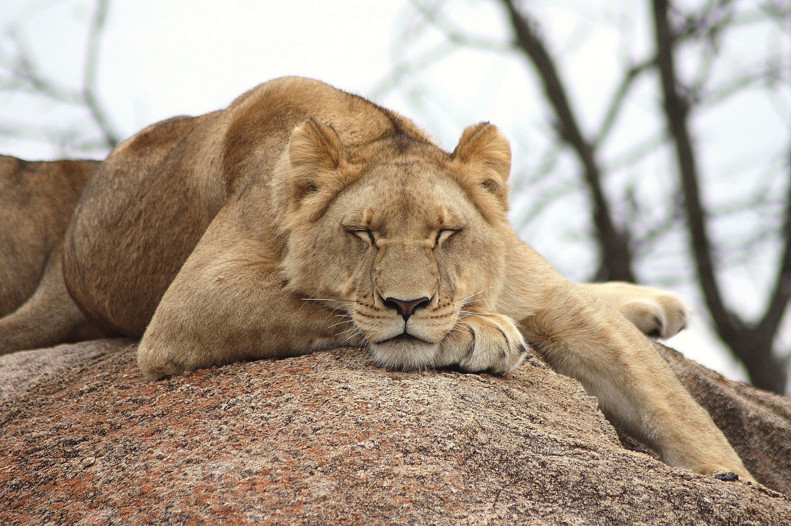 wildfolio: Laptops for Lions