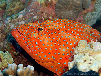 Fishing in Indonesia: Favorite Fish