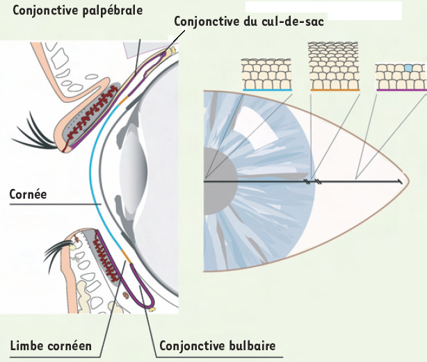 Les Larmes.: I- Une larme dans le système lacrymal.