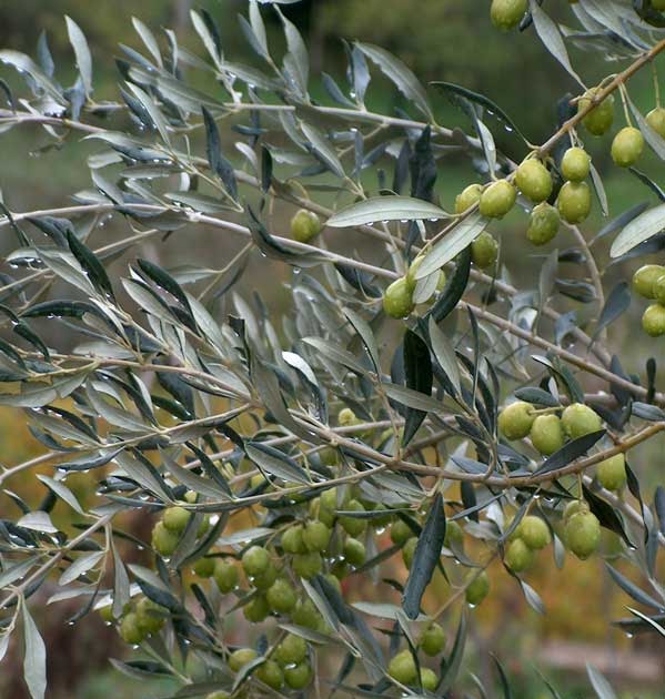 ZDRAV PLANET: OLJKA (Olea europea)