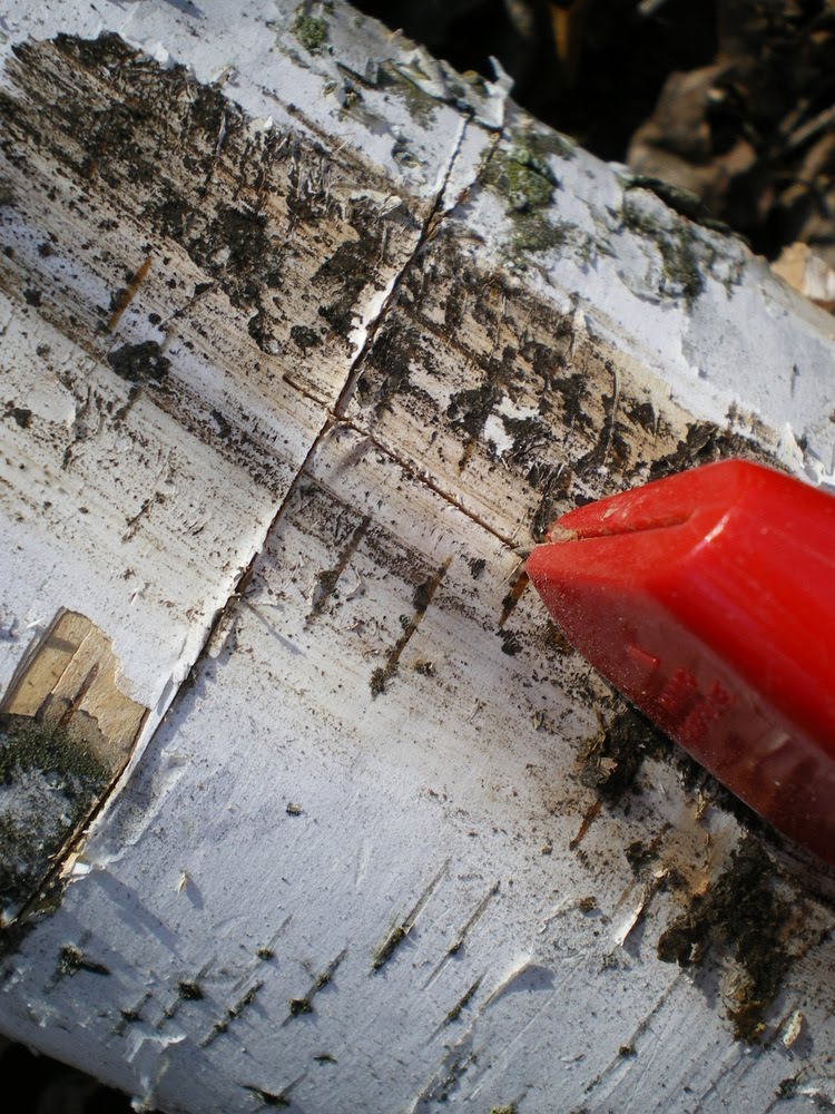 lil fish studios: Gathering Birch Bark