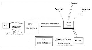 concepts in drug metabolism: Summary of Lecture I