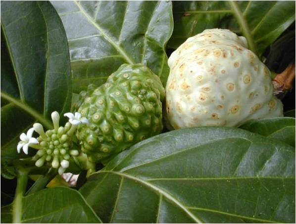 Manfaat Buah Mengkudu/Pace | Karseno Blog