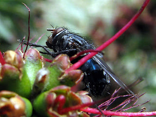 Mallorca es así también: UNA MOSCA "ASQUEROSA"