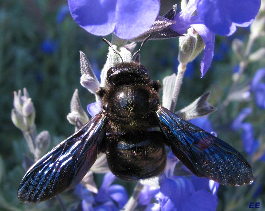 Mallorca es así también: XYLOCOPA - abeja carpintera
