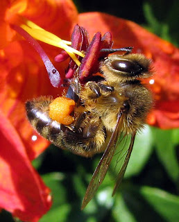 Mallorca es así también: ABEJA TRABAJADORA