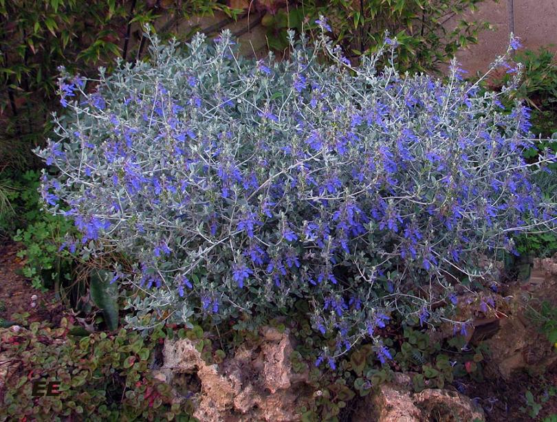 Mallorca es así también: TEUCRIUM FRUTICANS