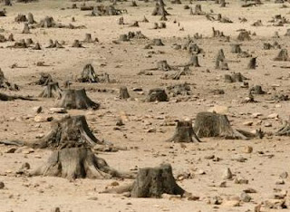 The negative effects of deforestation | Ecological Problems