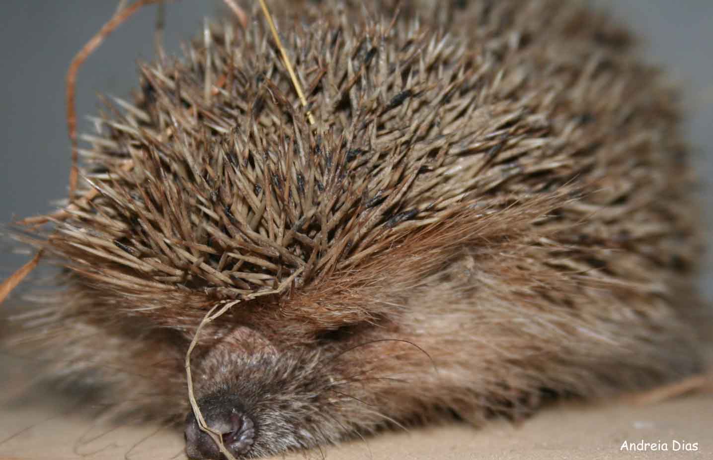 Estrolabio: A nossa encantadora Natureza - 4