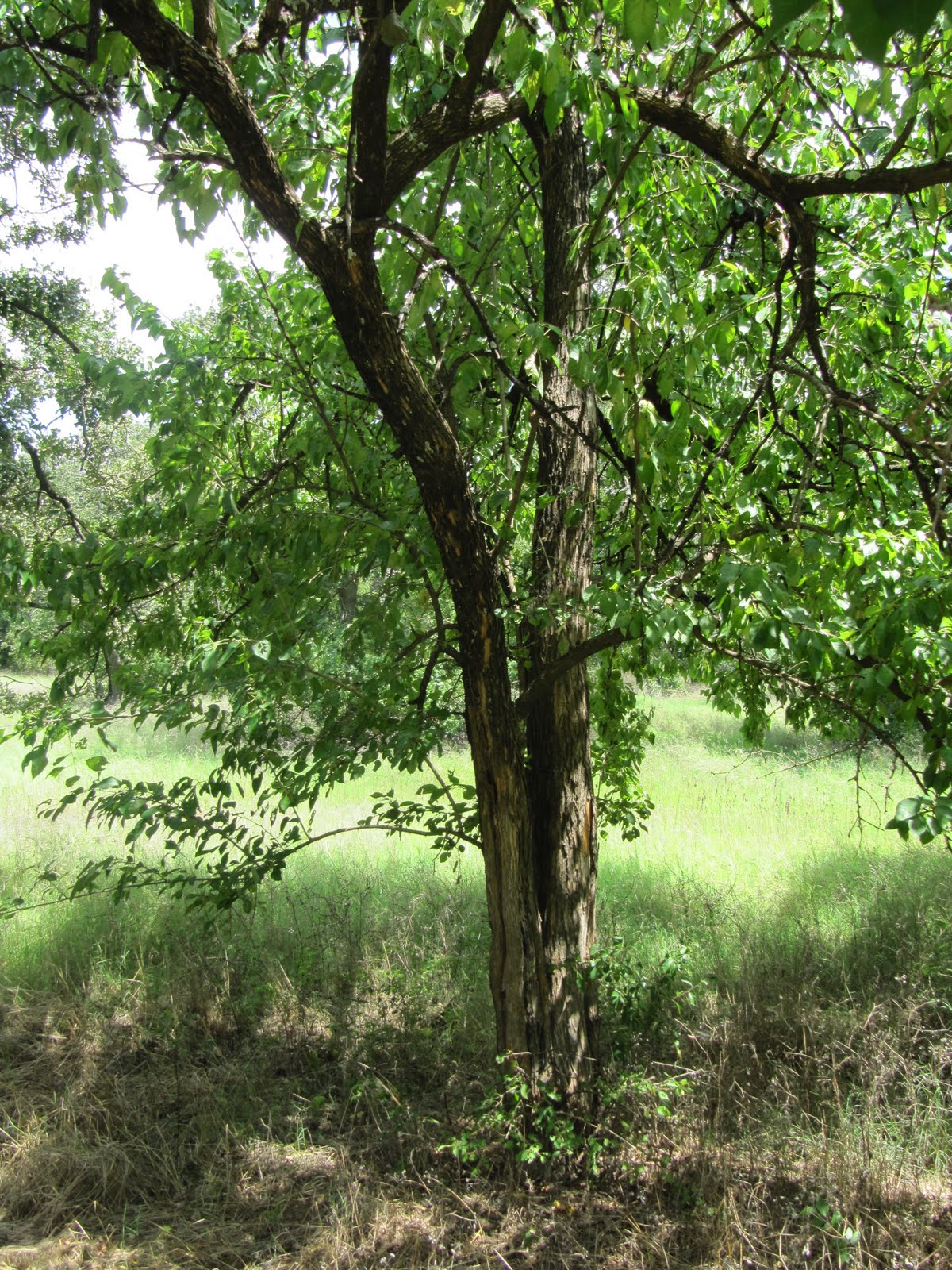 Savor The Days: Texas Nature Challenge Mission: Bob Jones Nature Center