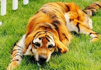 Tramoyam3: Perro-Tigre / la estética canina en furor