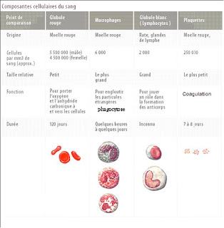 Samuel-de-Champlain Sciences: Systeme circulatoire