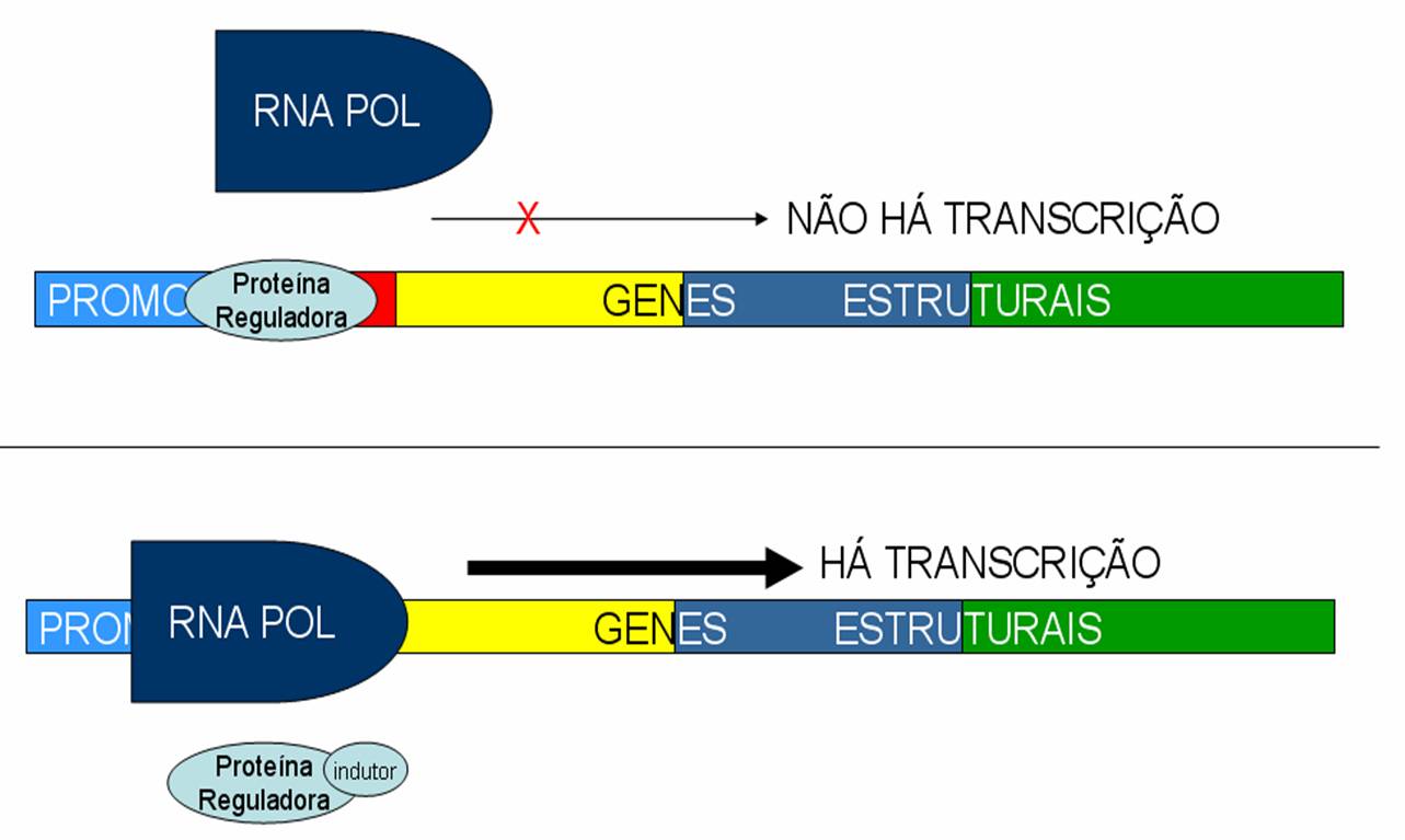 GENETICA ON LINE: GENÉTICA MOLECULAR - Regulação da expressão gênica em ...