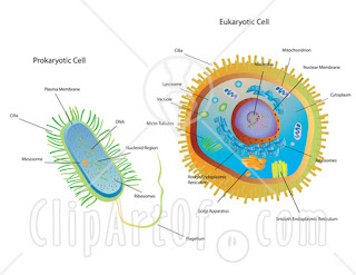 My AP Biology: Chapter 1: Biology, Exploring Life