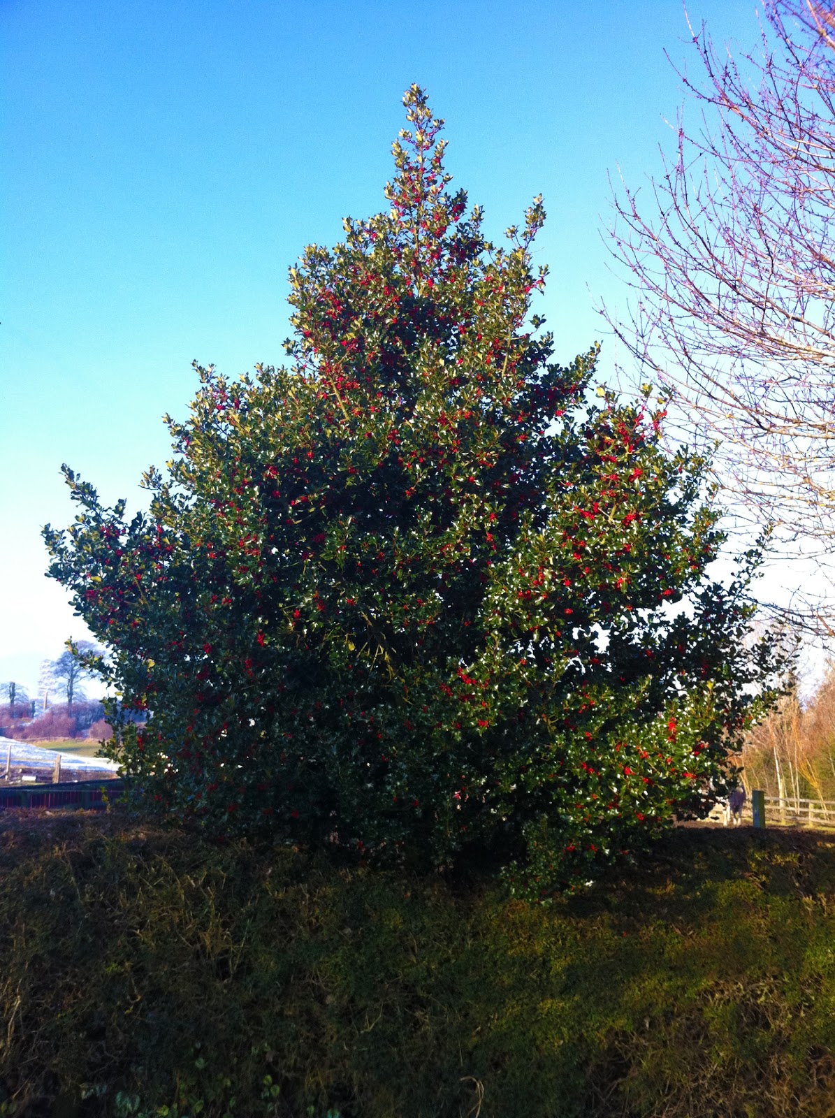 Mike & Kate's Irish Garden