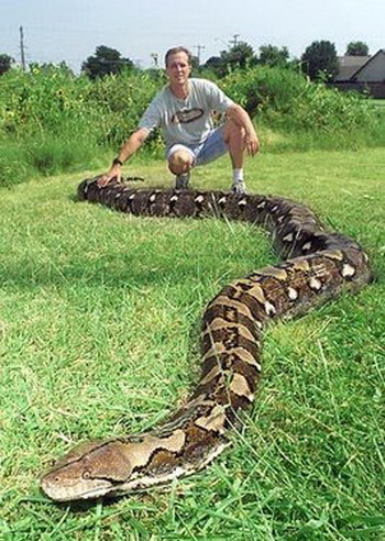 Größter Python der Welt gefangen ~ HeulNicht