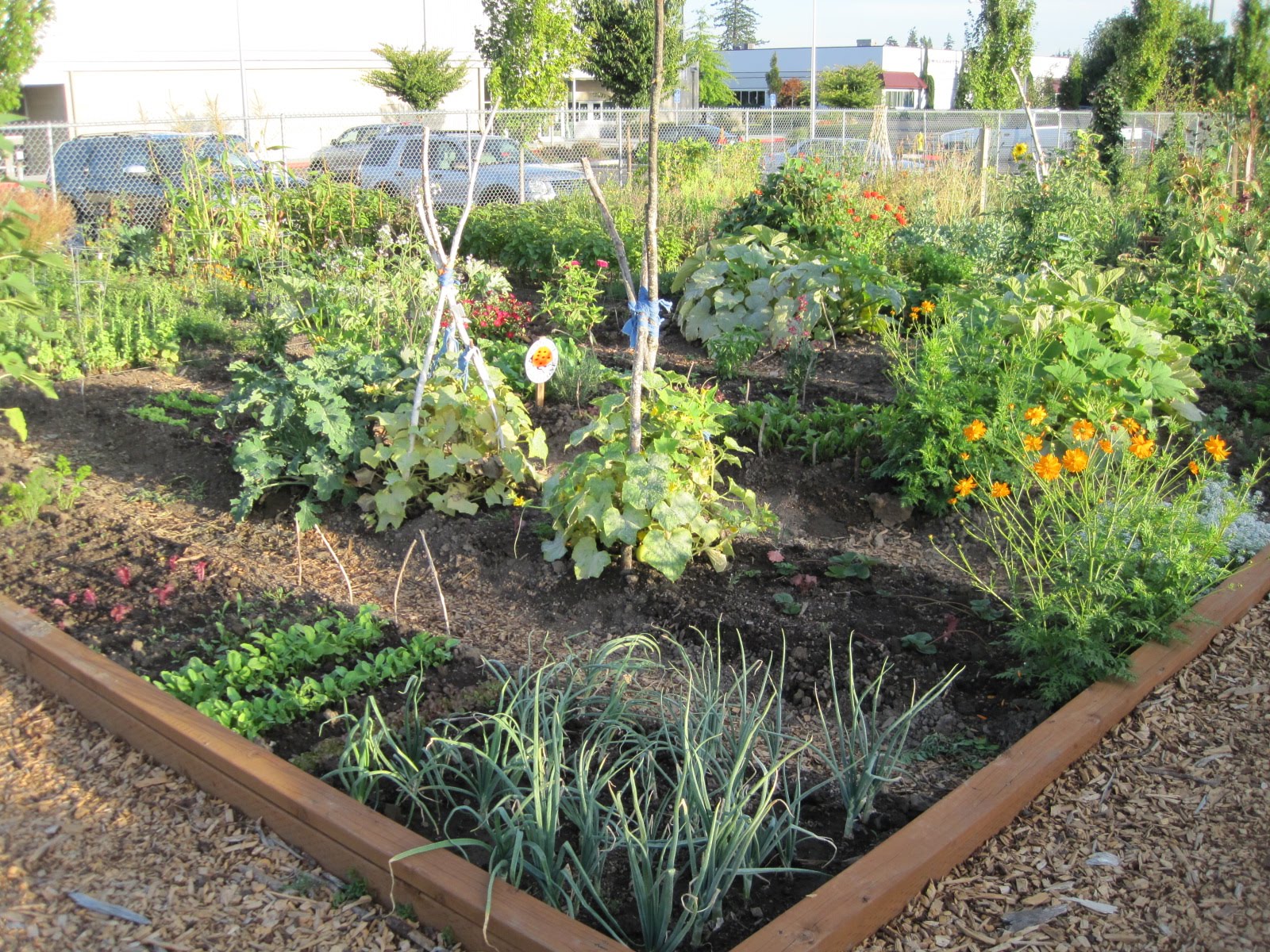 Steph's Cup of Tea: How the OR Garden Grows...