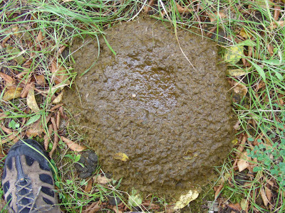 Piaggiasecca recount: Prima dei concimi Montedison, dei depuratori e ...