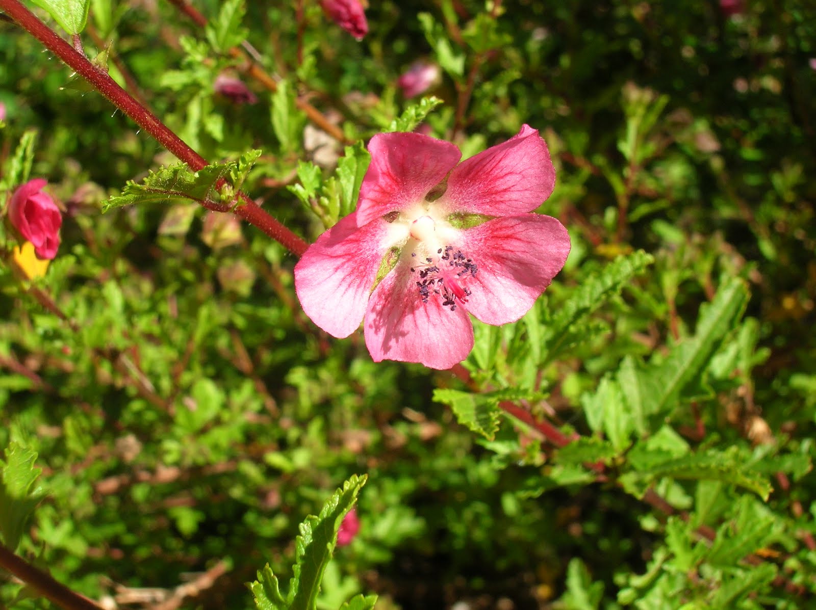 Recregarden: ANISODONTEA CAPENSIS