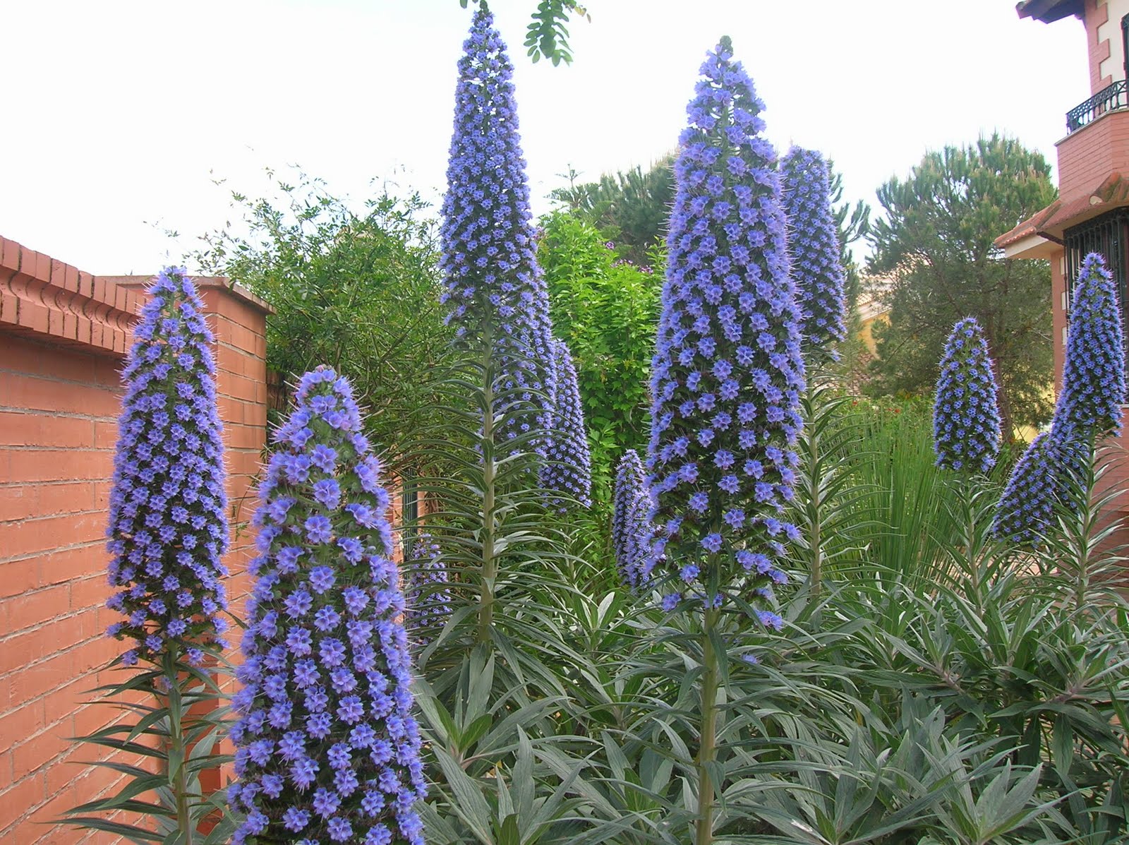 Recregarden: ECHIUM CANDICANS
