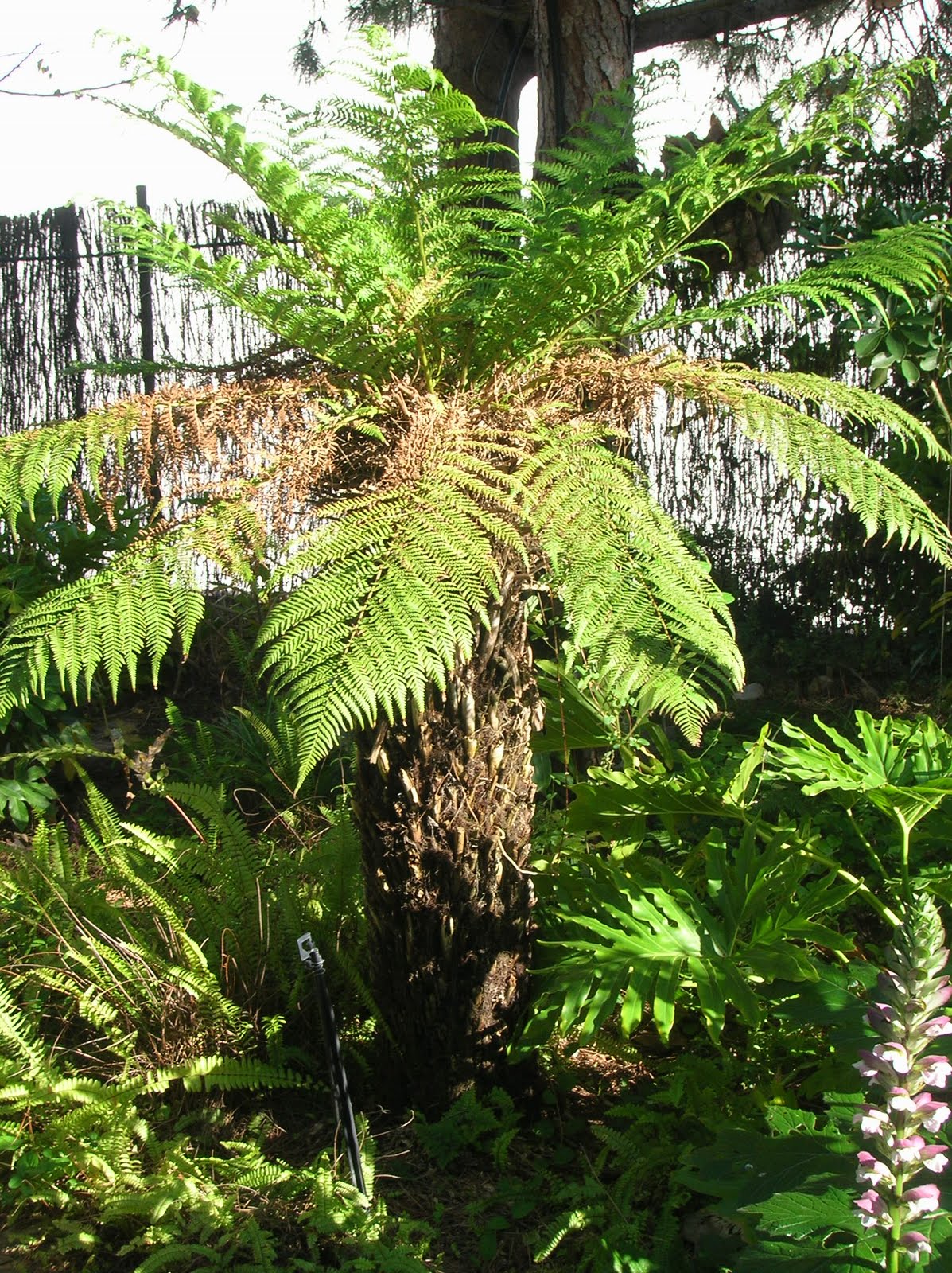 Recregarden: DICKSONIA FIBROSA