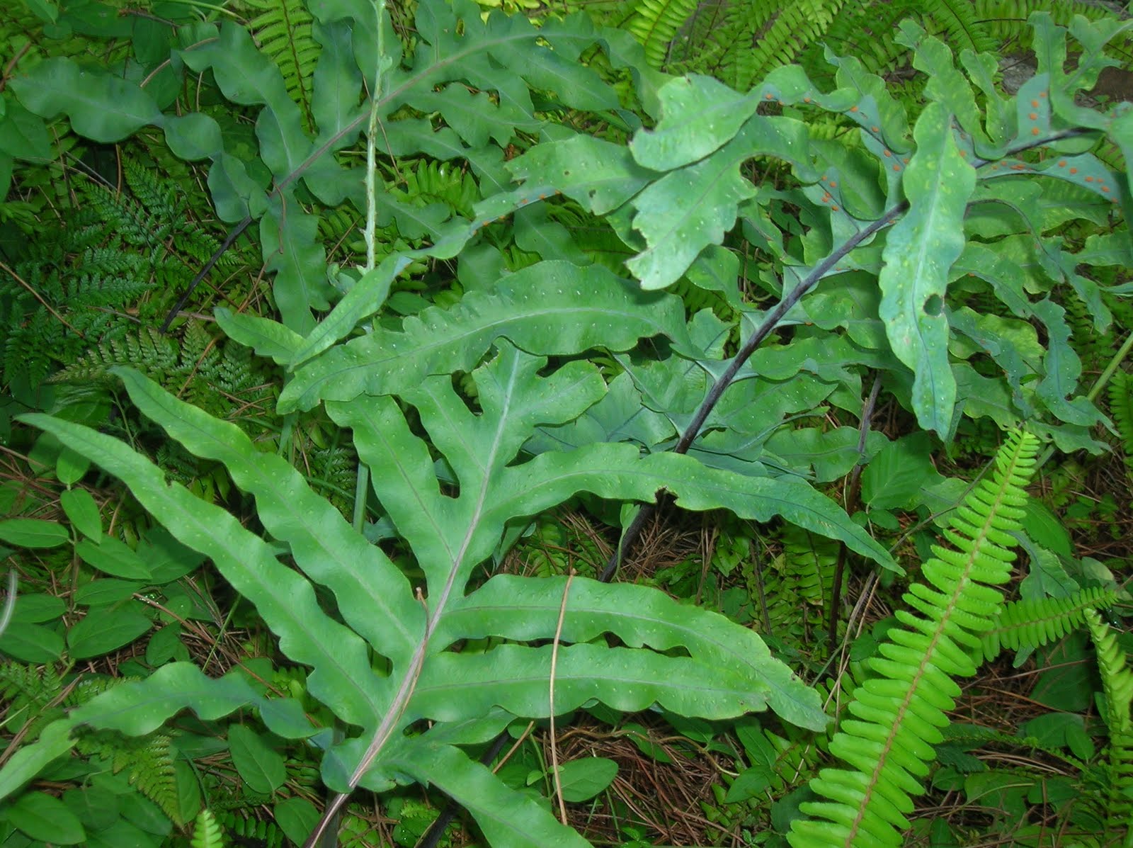 Recregarden: PHLEBODIUM AUREUM