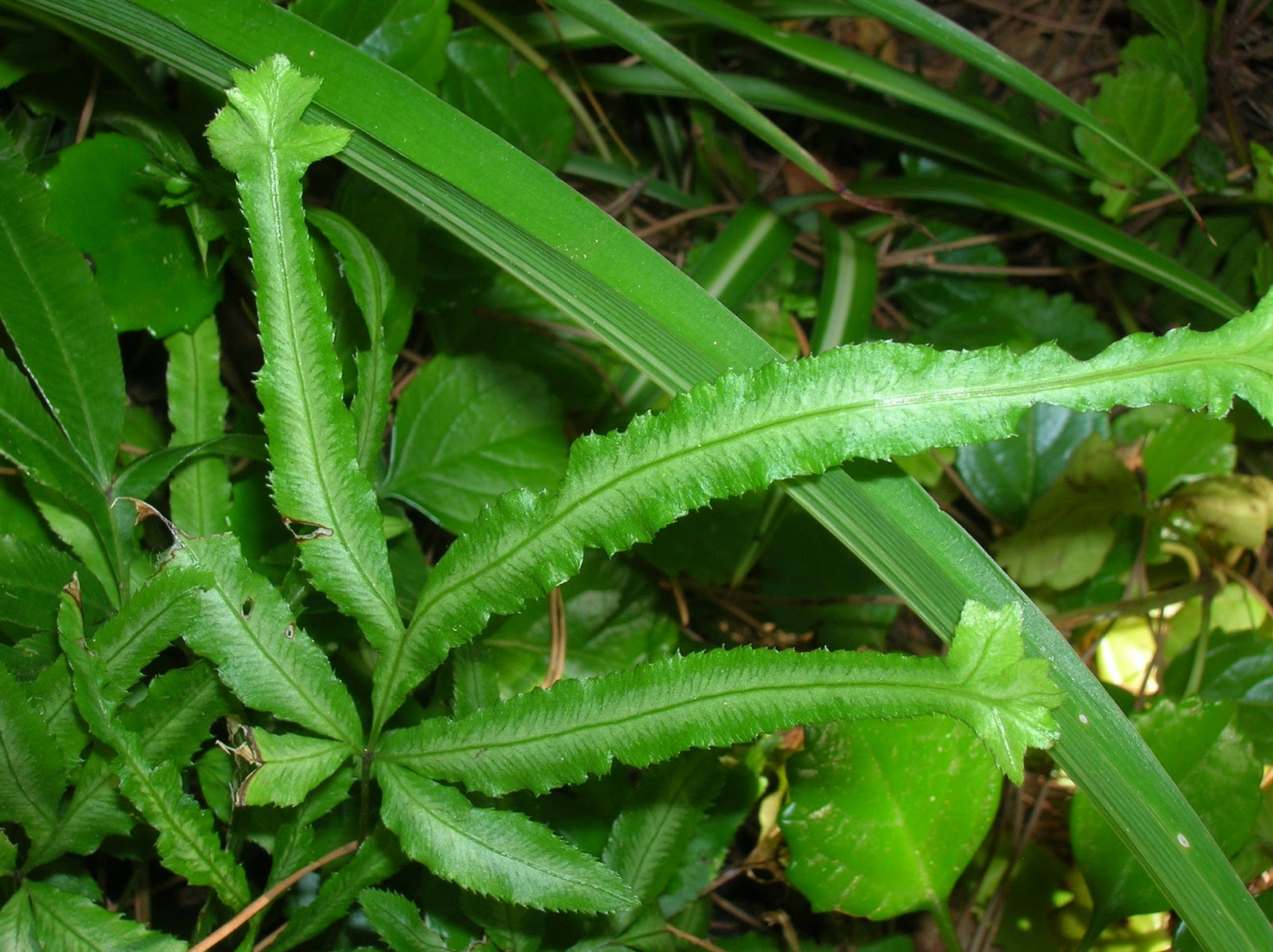 Recregarden: PTERIS CRETICA