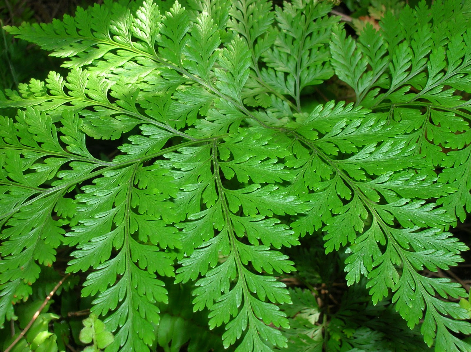 Recregarden: DAVALLIA CANARIENSIS