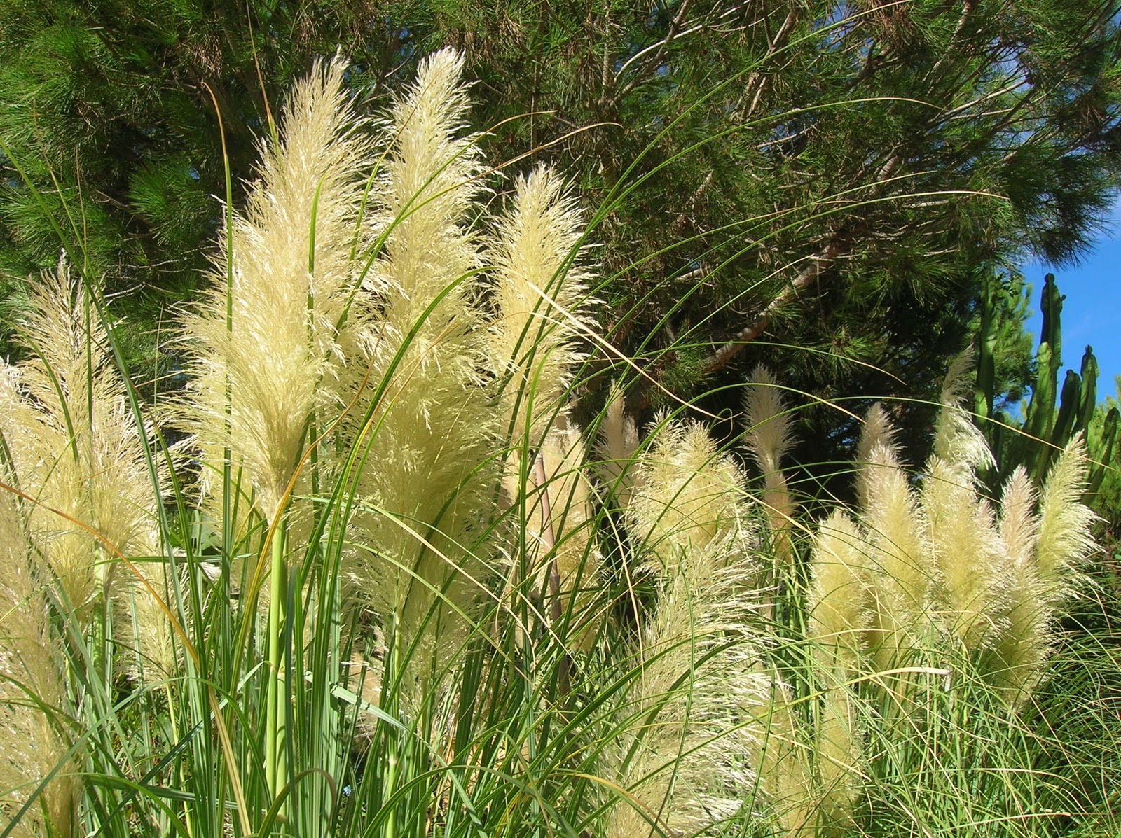 Recregarden: CORTADERIA SELLOANA