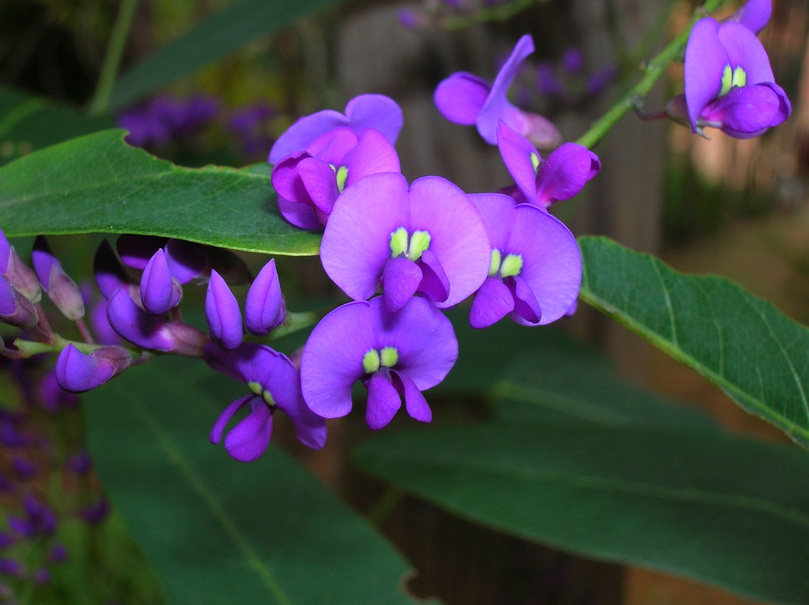 Recregarden: HARDENBERGIA VIOLACEA