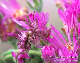 ESTRELLITAS: " Mantis flor