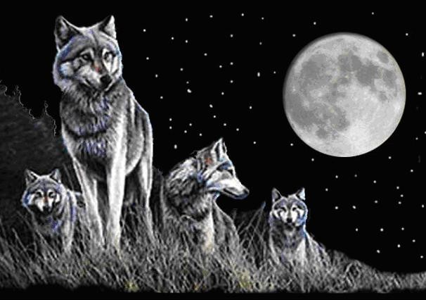 Imagenes de lobos con luna - Imagui